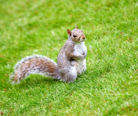 Taking My Lessons from the Squirrels - Azure Standard