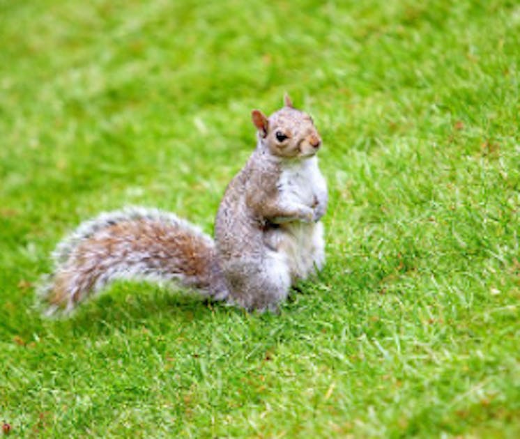 Taking My Lessons from the Squirrels - Azure Standard