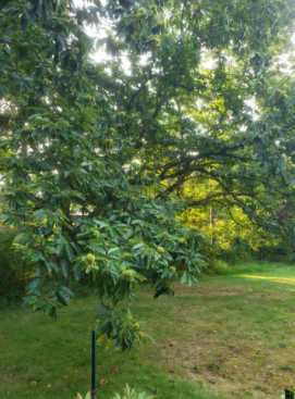 Taking My Lessons from the Squirrels - Azure Standard