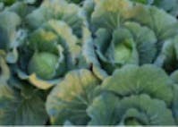 FOUR POWERHOUSE VEGGIES FOR YOUR HEALTH - Azure Standard