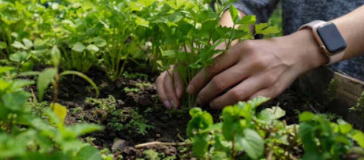 FOUR POWERHOUSE VEGGIES FOR YOUR HEALTH - Azure Standard