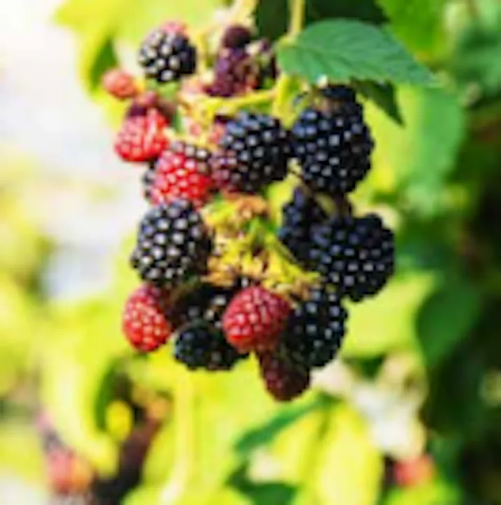 Berry Blessed - Azure Standard