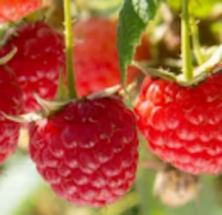 Berry Blessed - Azure Standard