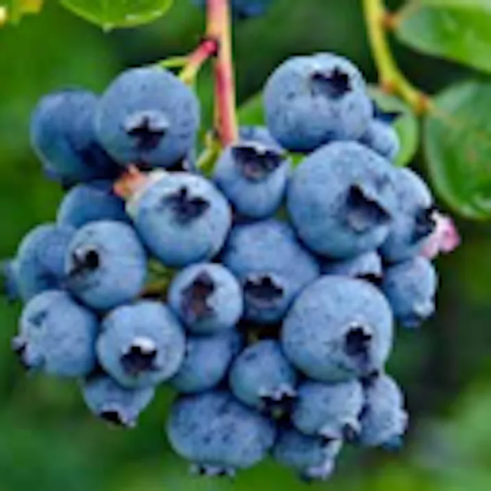Berry Blessed - Azure Standard