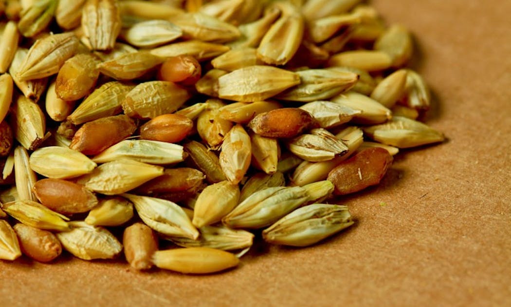 Dinner Decisions: The Benefits of Organic & Non-GMO Grains - Azure Standard