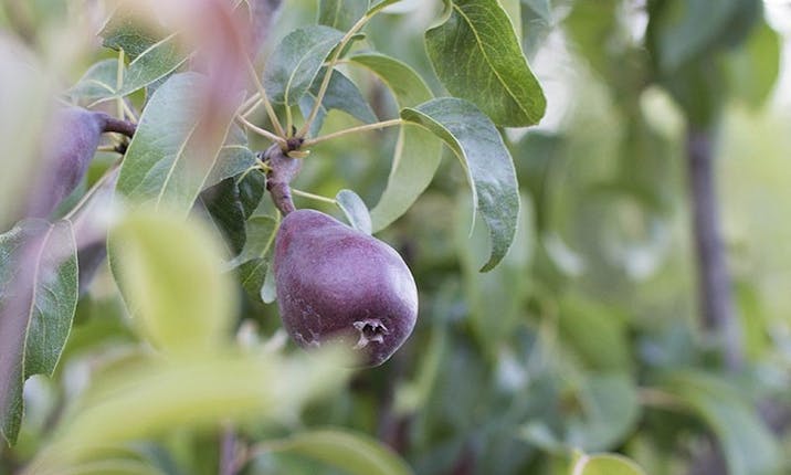 Azure's Orchard Master: Eddie Crippen & the Fruit Orchards - Azure Standard