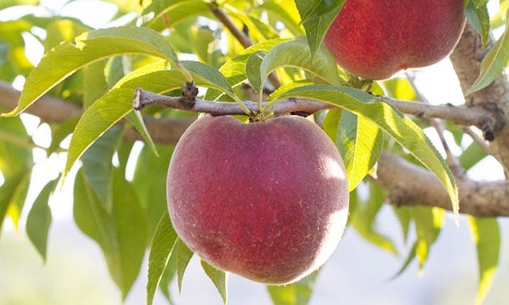 A Year in the Azure Farm Orchard - Azure Standard