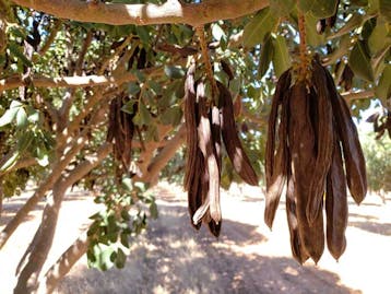 The Comeback of Carob - Azure Standard