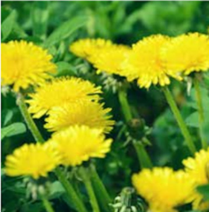 Foraging for Food and Medicine: Wild Edibles Part 1 - Azure Standard