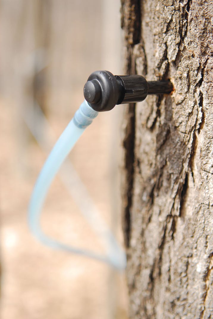 Tapping into Organic Maple Syrup at Maple Valley Cooperative - Azure ...