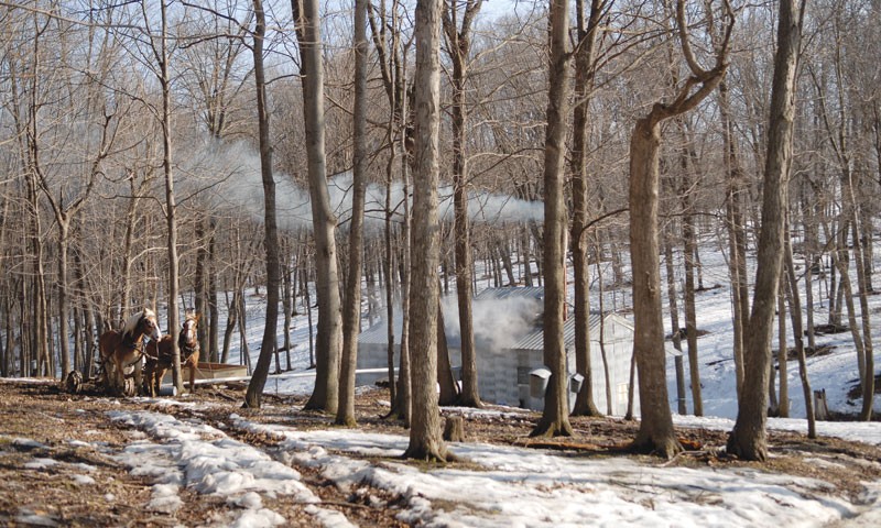 Tapping into Organic Maple Syrup at Maple Valley Cooperative - Azure ...