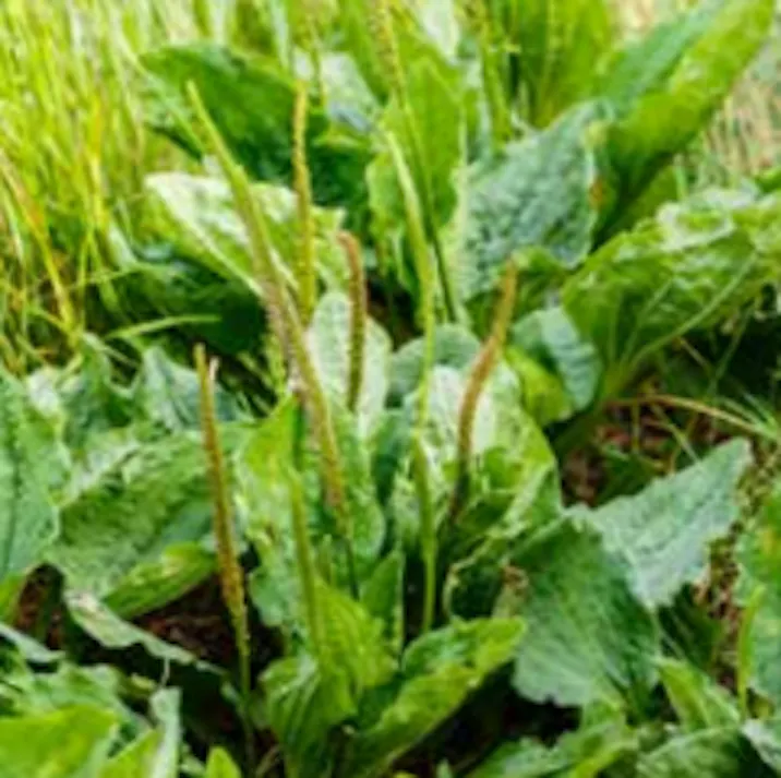 Foraging for Food and Medicine: Wild Edibles Part 1 - Azure Standard