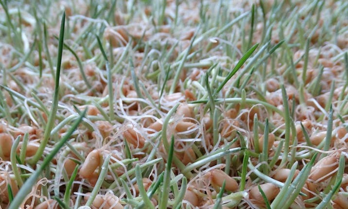 How to Grow Sprouts or Fodder for Animal Feed - Azure Standard