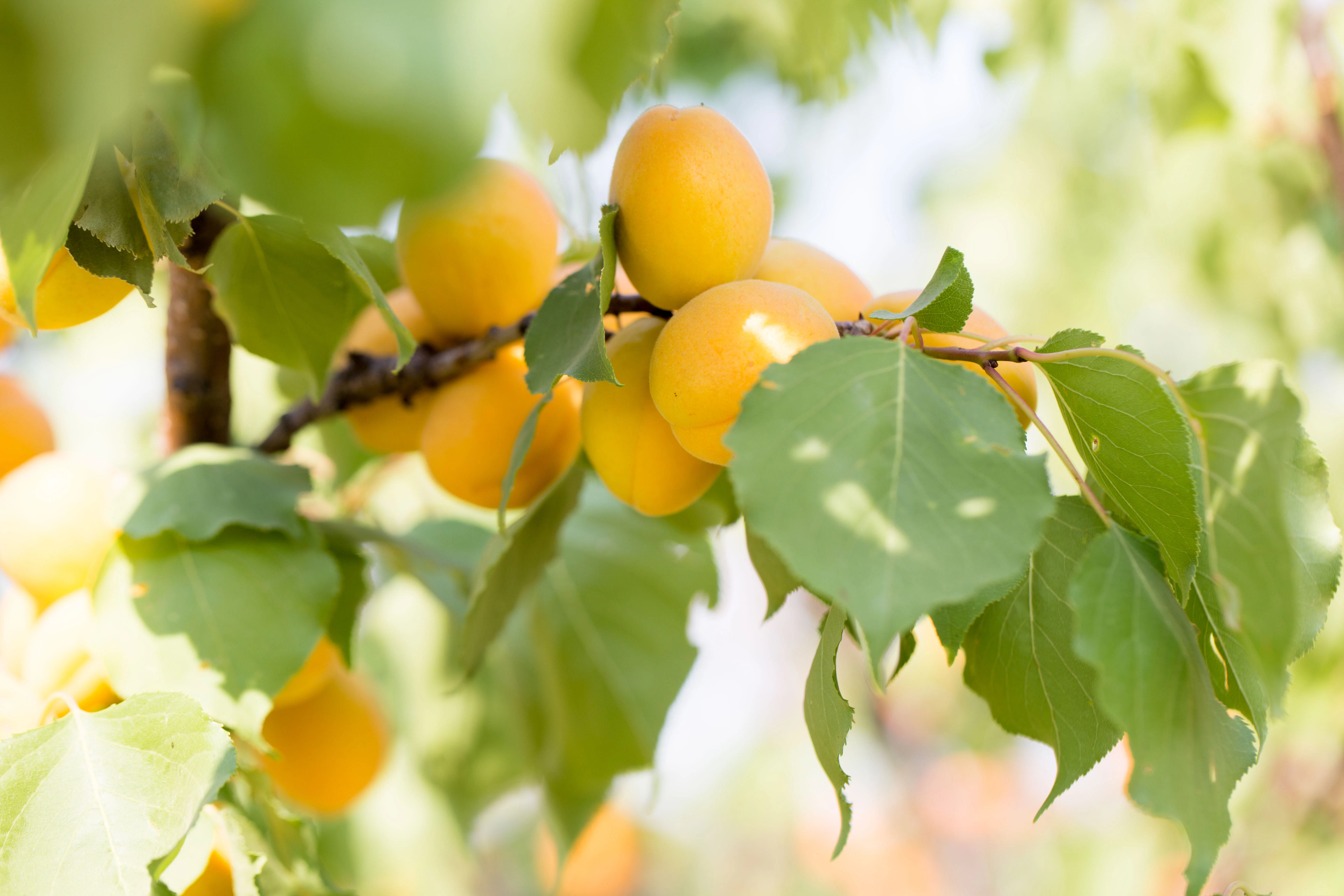 The Sweet Truth About Azure's Fruit - Azure Standard