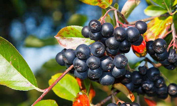 What Do You Know about Aronia Berries? - Azure Standard
