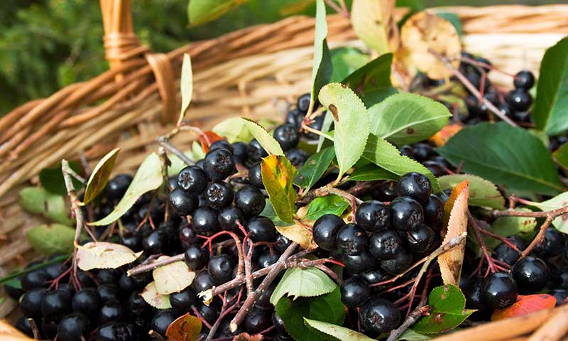 What Do You Know about Aronia Berries? - Azure Standard
