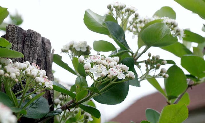 What Do You Know about Aronia Berries? - Azure Standard