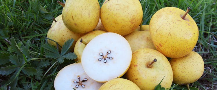 How to Eat an Asian Pear - Azure Standard