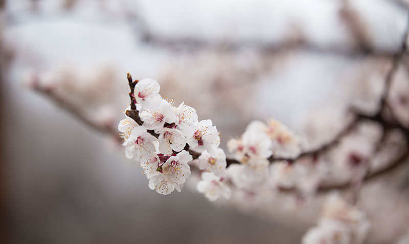 David Stelzer, CEO: What's Happening at Azure this Spring? - Azure Standard