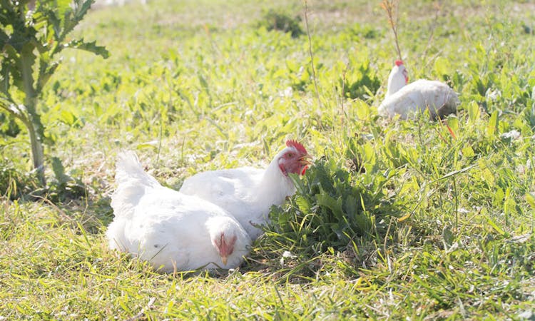 Zech Stelzer: How Pasture-Raised Chickens Started at Azure - Azure Standard