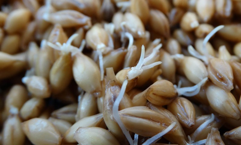 How to Grow Sprouts or Fodder for Animal Feed - Azure Standard