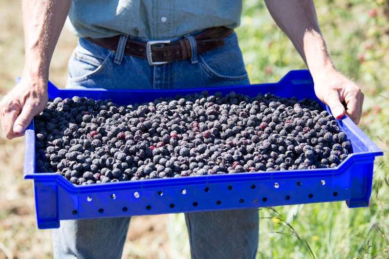 The Sweet Truth About Azure's Fruit - Azure Standard