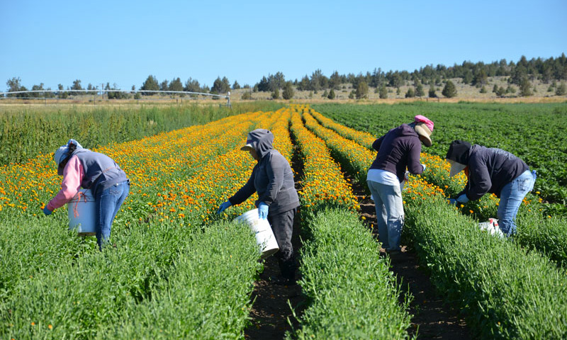 Oregon's Wild Harvest Wants to Reconnect You with Plants - Azure Standard