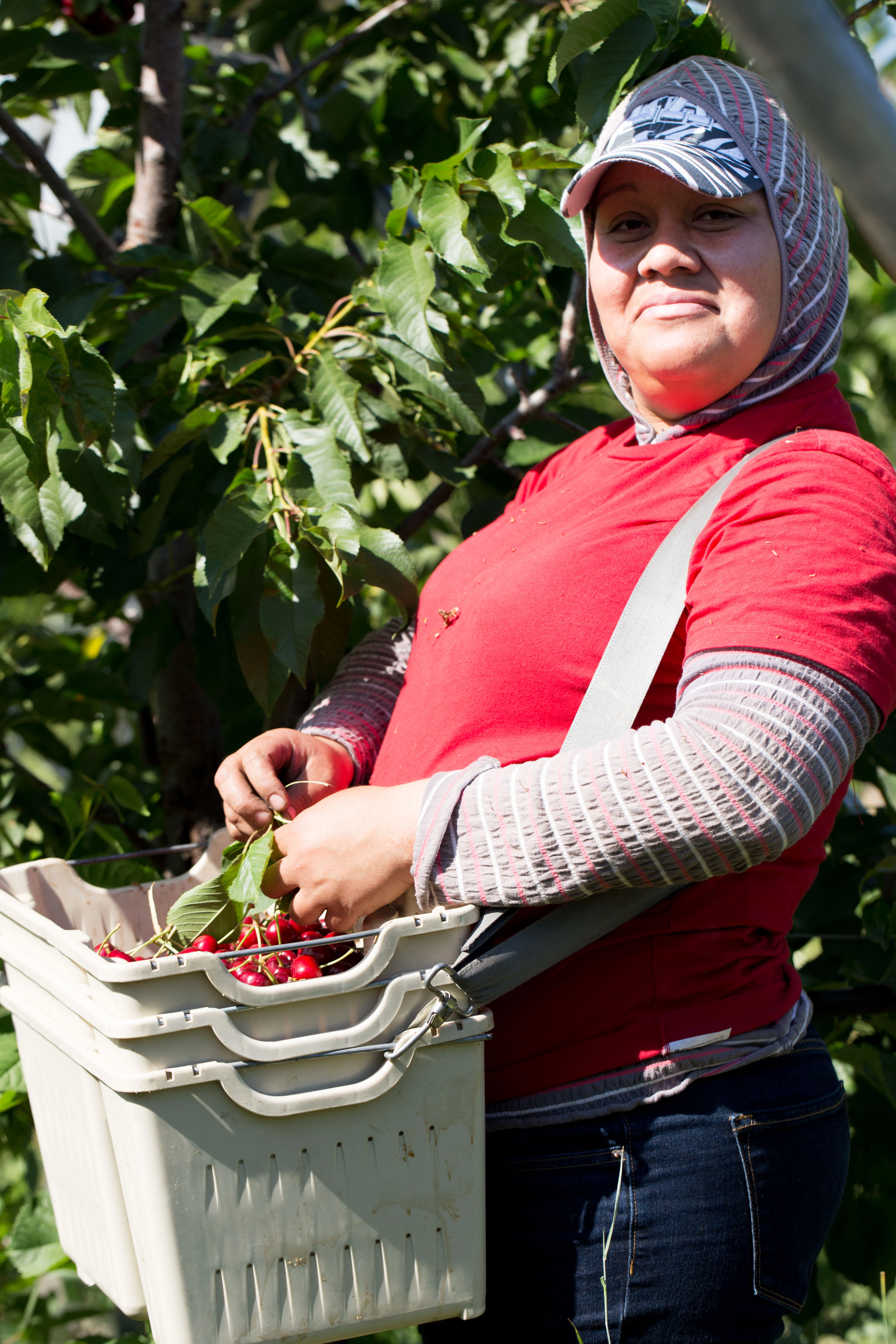 The Sweet Truth About Azure's Fruit - Azure Standard