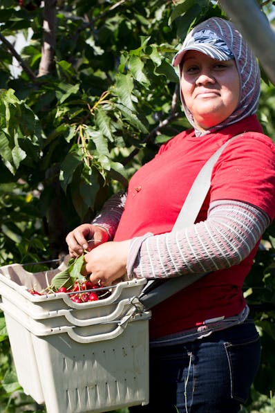 The Sweet Truth About Azure's Fruit - Azure Standard