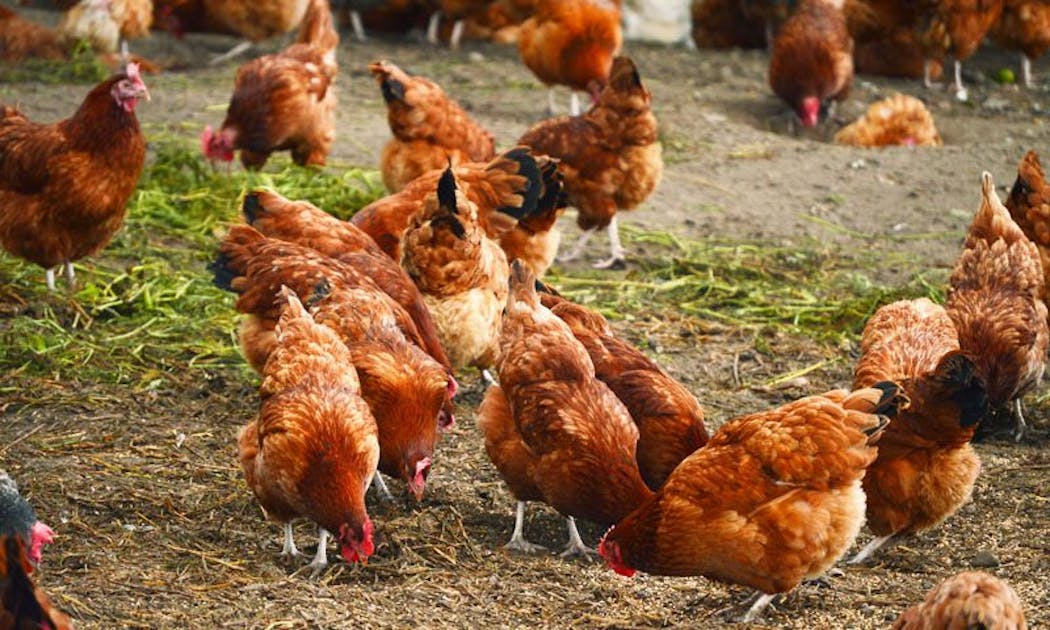 Protein-rich Grubs Feed Supplement for Healthy Chickens - Azure Standard