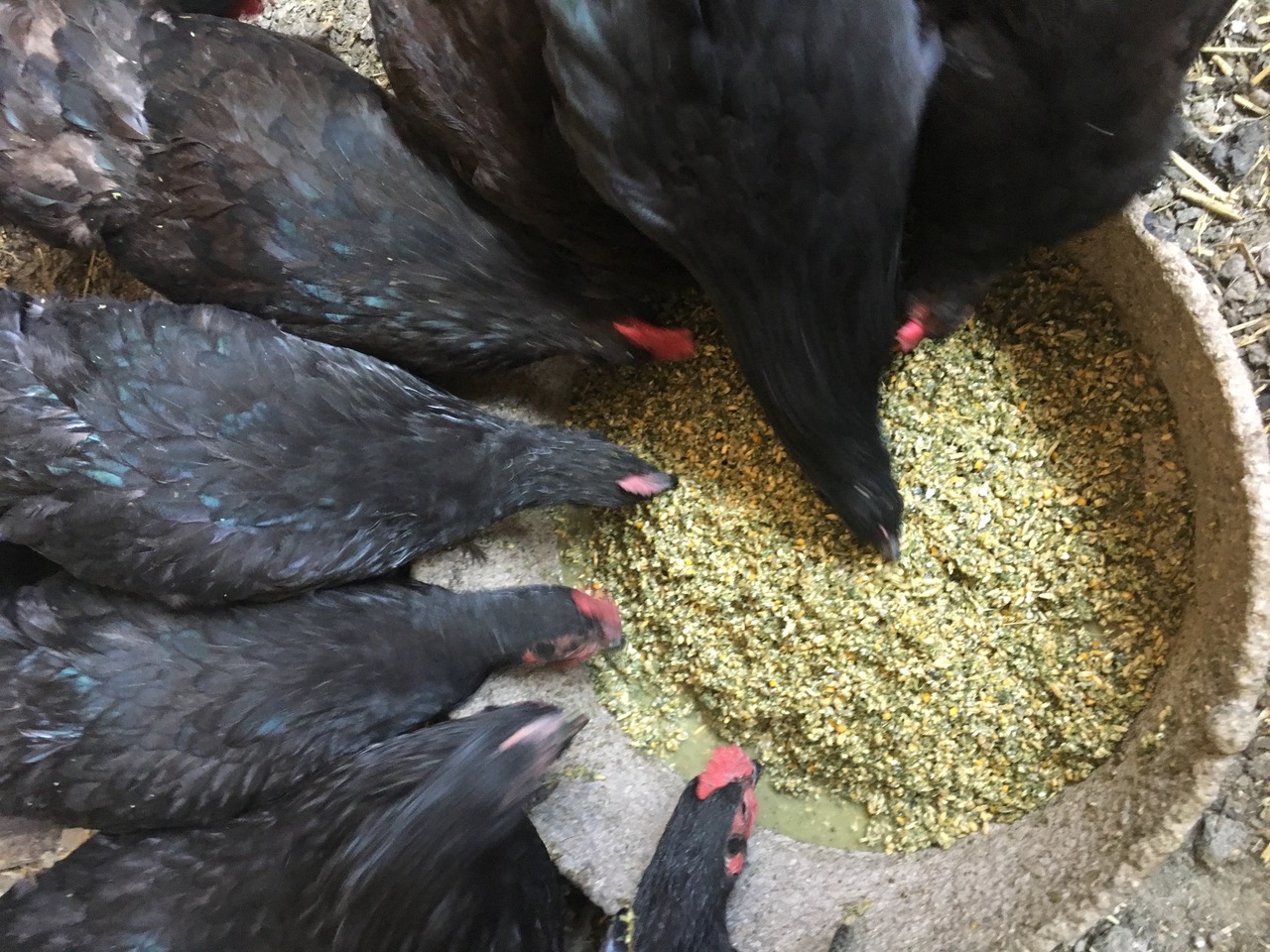 Azure Hens Speak Up (and We Share an Organic Layer Feed Recipe) - Azure ...