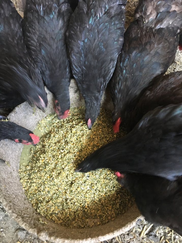 Azure Hens Speak Up (and We Share an Organic Layer Feed Recipe) - Azure ...