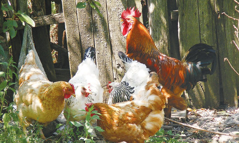 Search results for: “chicken feed” - Azure Standard