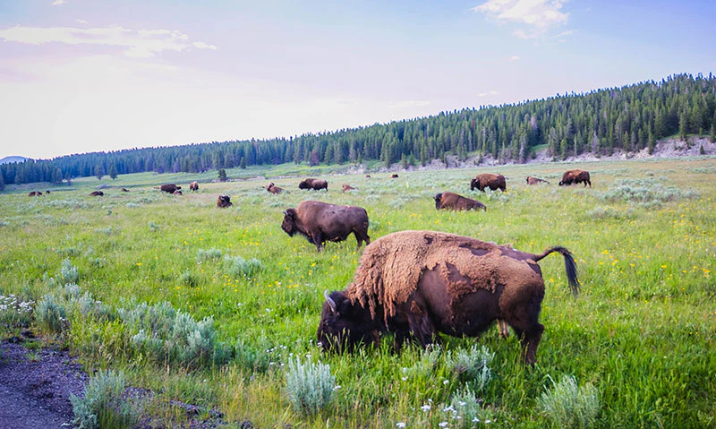 Search results for: “bison” - Azure Standard