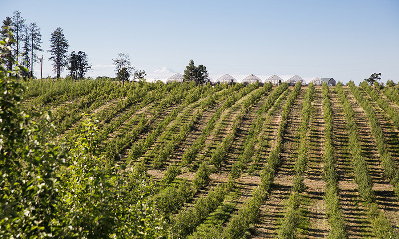 David Stelzer, CEO: Health, Family, Happiness and Abundant Life - Azure ...