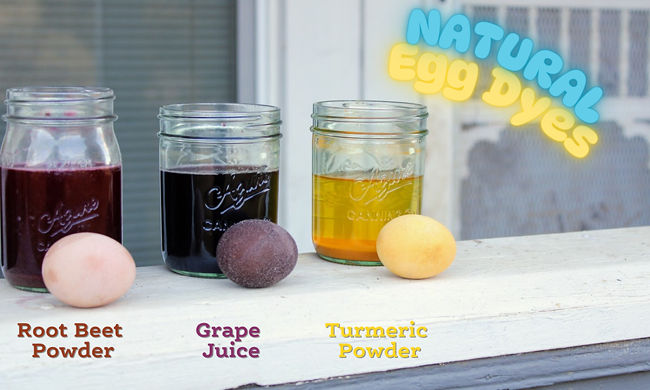 Easter Egg Dyeing in Azure Canning Co Jars - Azure Standard