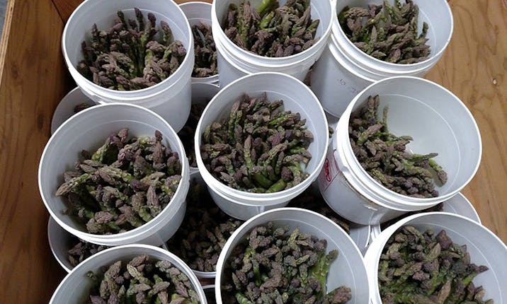 How Azure Grows Those Big Organic Asparagus Spears - Azure Standard