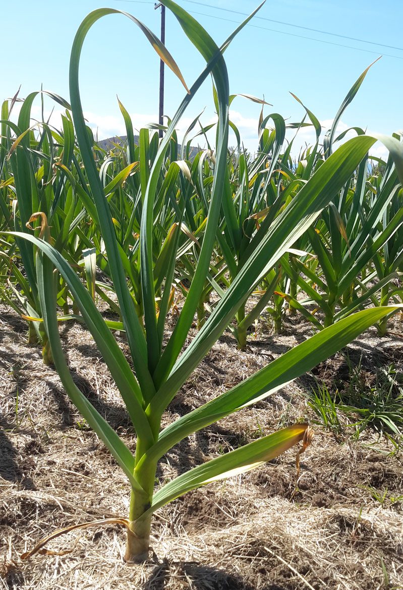 How to Plant and Harvest Garlic in Your Garden - Azure Standard