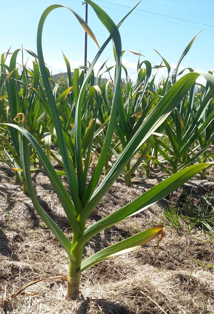 How to Plant and Harvest Garlic in Your Garden - Azure Standard