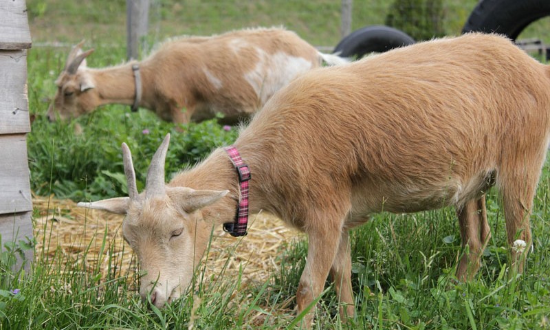Scratch & Peck: Nutritious, Non-GMO, Organic Goat Feed - Azure Standard