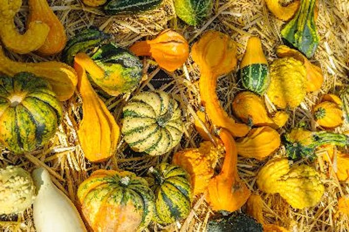 Pumpkin Spice and Everything Nice: Pumpkin and Squash Are In Season ...