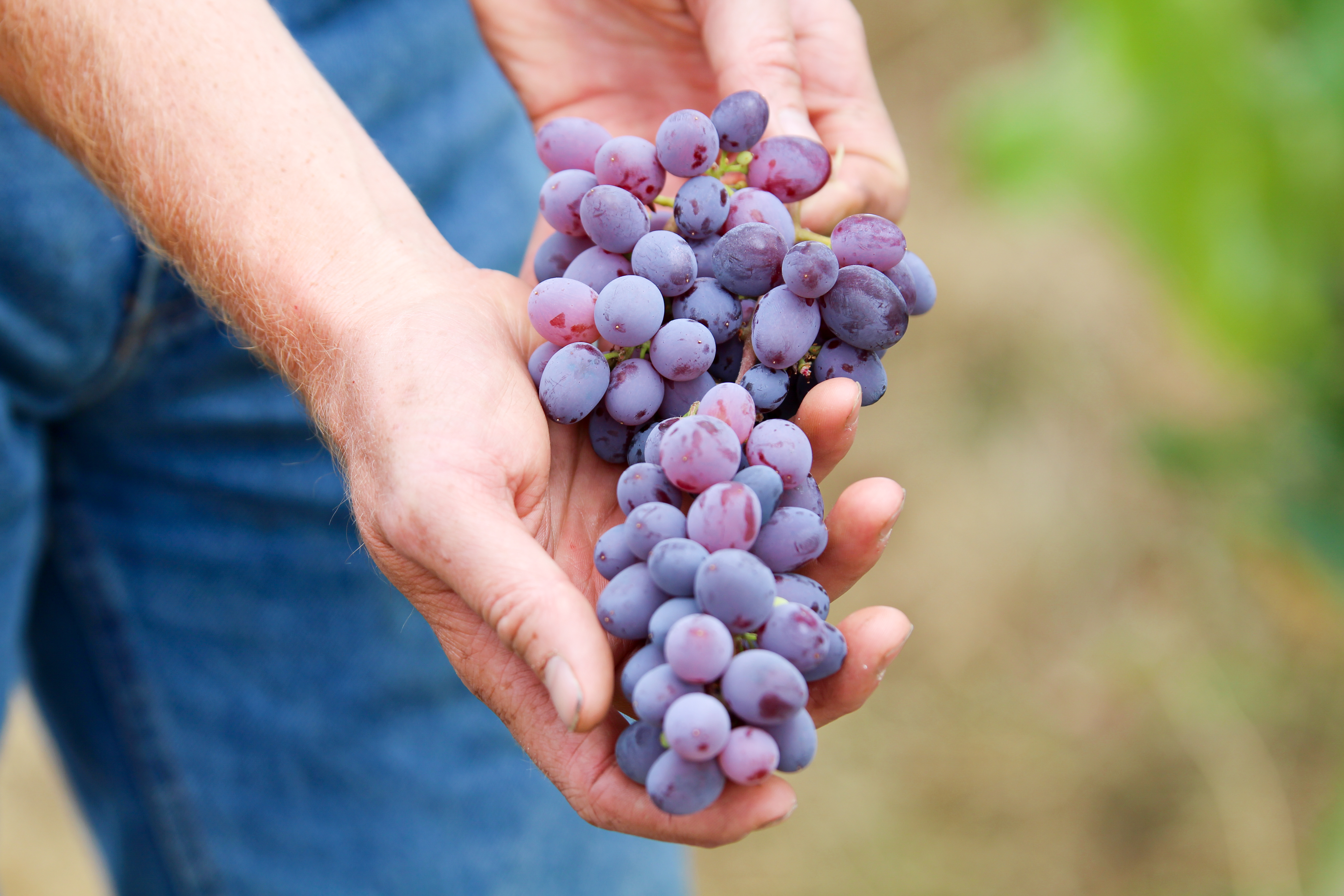 The Sweet Truth About Azure's Fruit - Azure Standard