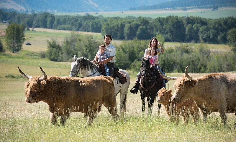 Hardgrass Beef Says Meat Industry Needs to Change - Azure Standard