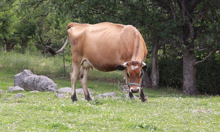 Meat Labels, Definitions & How to Choose the Safest Meat - Azure Standard