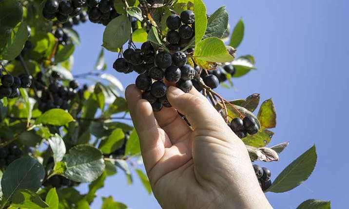 What Do You Know about Aronia Berries? - Azure Standard