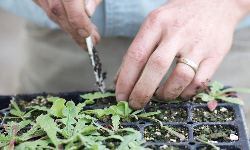 David Stelzer, CEO: Healthy Soil for Farmers & Gardeners - Azure Standard
