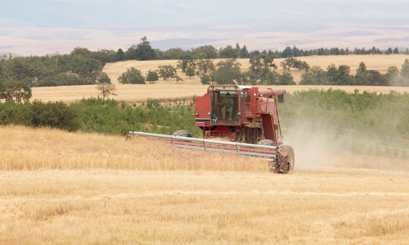 Search results for: “wheat” - Azure Standard