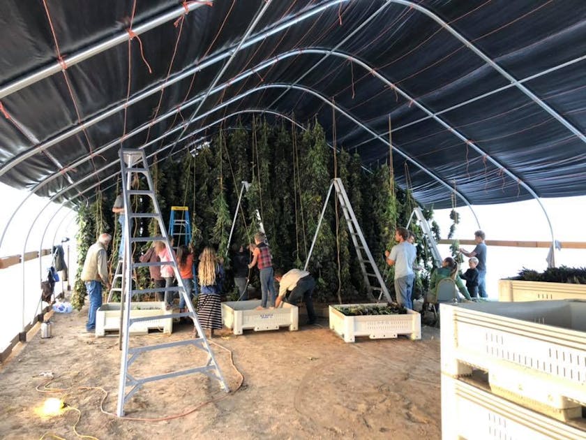 Dried Hemp Now Available - Azure Standard