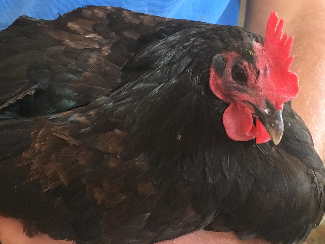 Azure Hens Speak Up (and We Share an Organic Layer Feed Recipe) - Azure ...