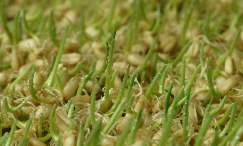 How to Grow Sprouts or Fodder for Animal Feed - Azure Standard